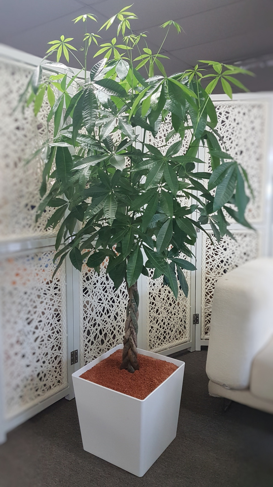 Seramis System - Ecoflora
