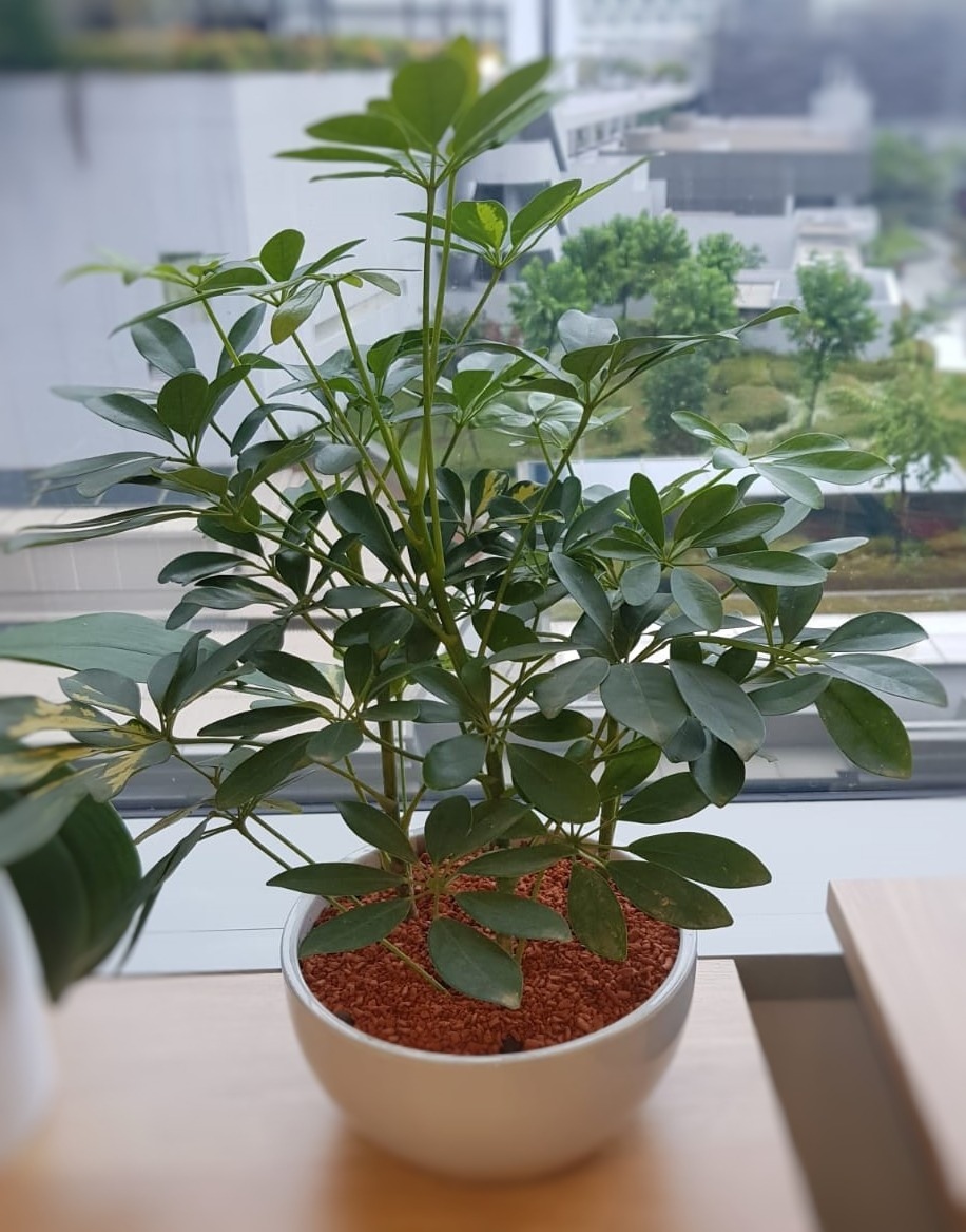 Seramis System - Ecoflora